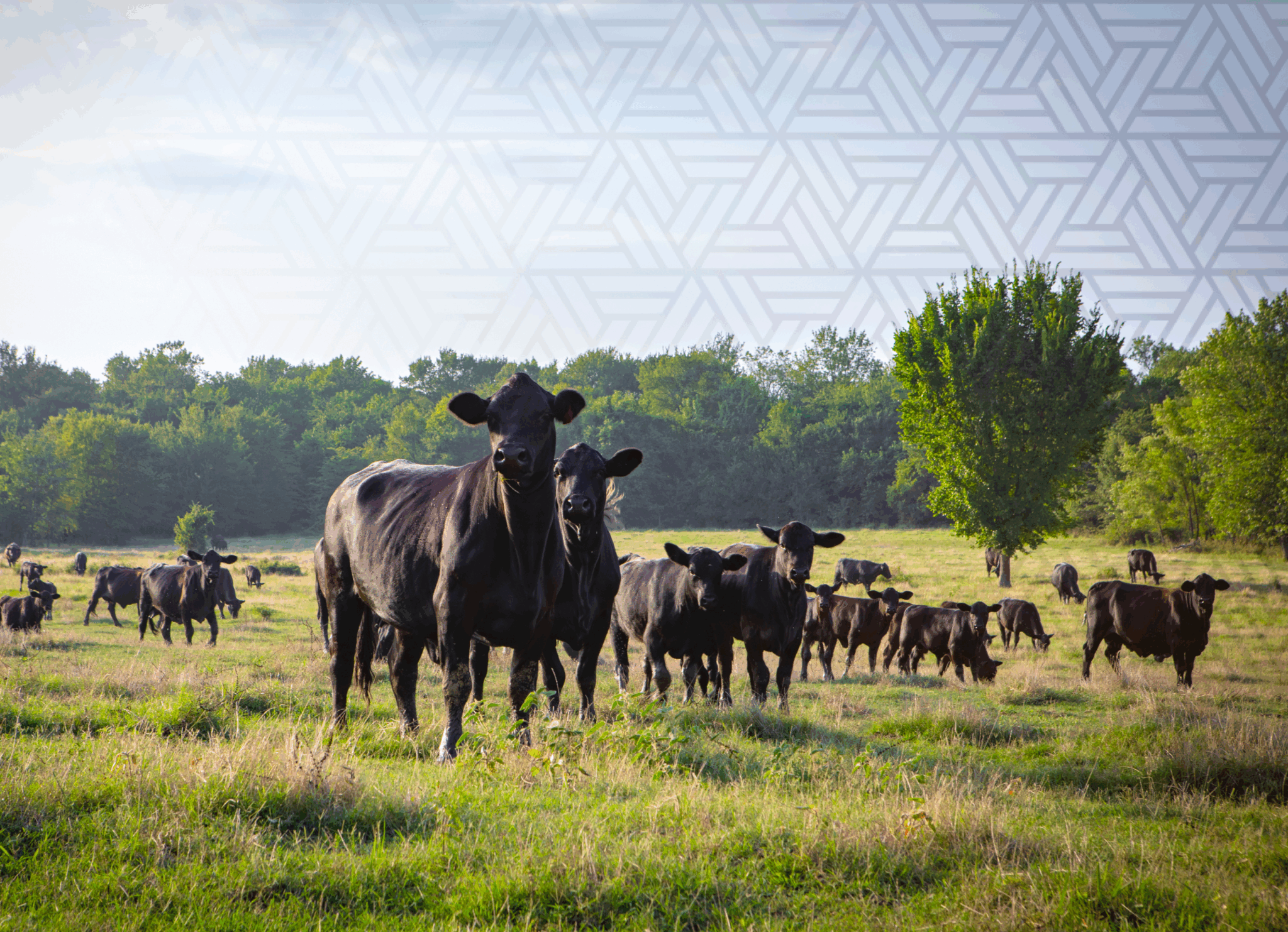 Nacogdoches | Carr, Riggs & Ingram